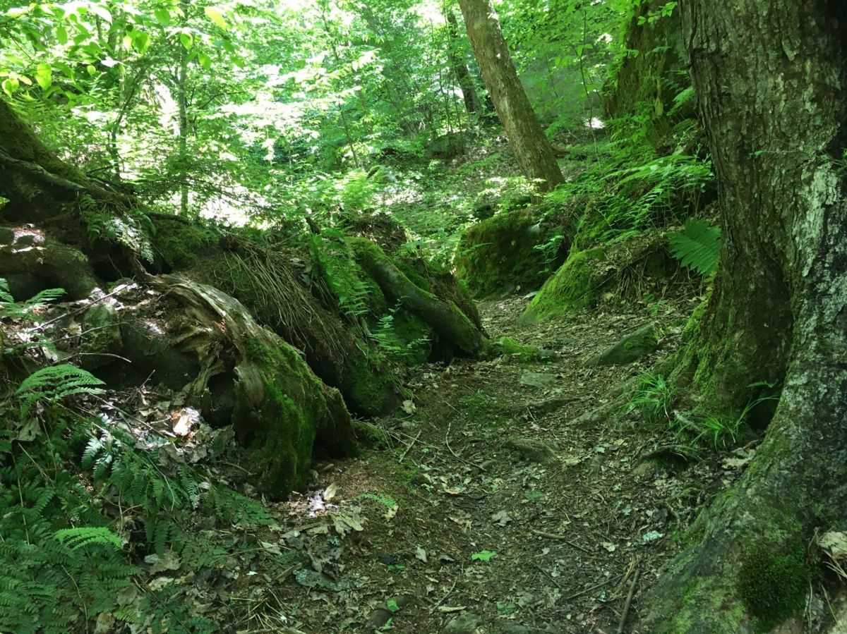 Tanbark Trail In Pennsylvania Is A Beautiful, Remote Hike