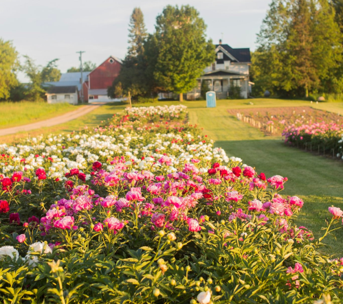 Stop And Smell The Flowers At This Wisconsin Peony Farm