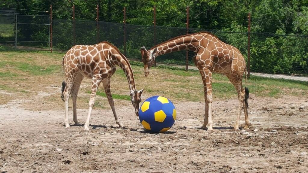 Dickerson Park Zoo In Missouri Has Delighted Generations Of Missourians