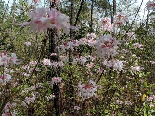 The Wild Azalea Trail In Louisiana Is The Perfect Springtime Hike