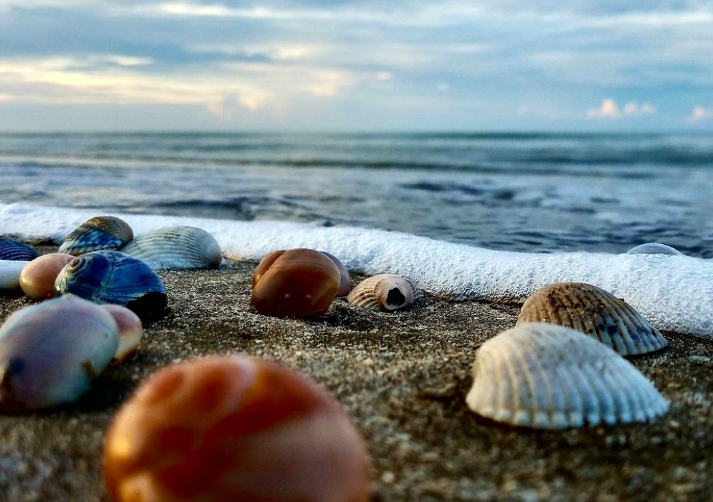 Rutherford Beach Is The Best Place To Find Seashells In Louisiana