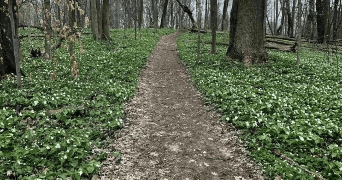 Best Spring Hike In Indiana: Bendix Woods County Park