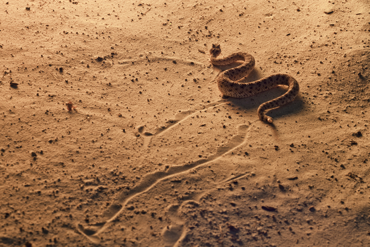 Beware Of The 9 Most Dangerous Animals Found In Arizona