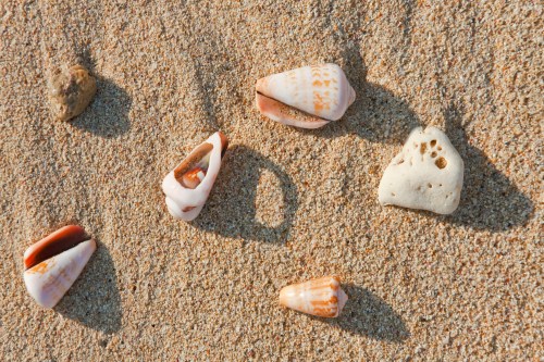 Crystal Cove State Park In SoCal Is The Best Place To Find Seashells