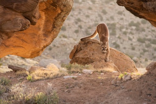 The 9 Most Dangerous Animals Found In Colorado