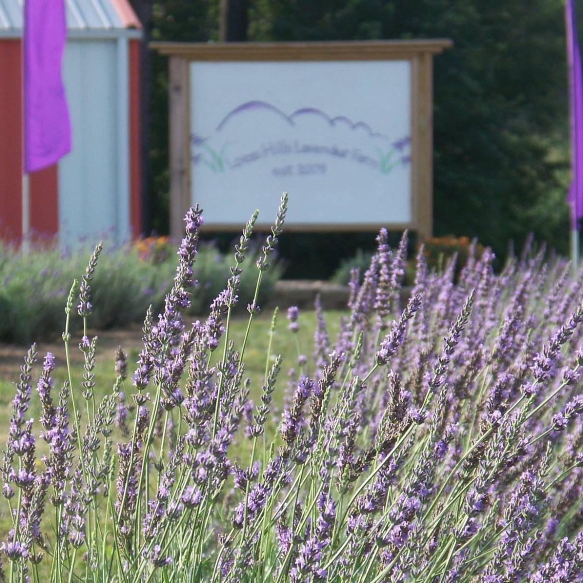 Get Lost In 4,000 Lavender Plants At Loess Hills Lavender Farm In Iowa