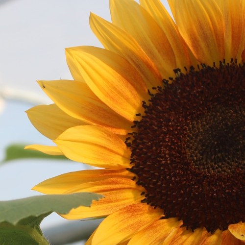 Take This Road Trip To See Stunning Sunflowers In Iowa