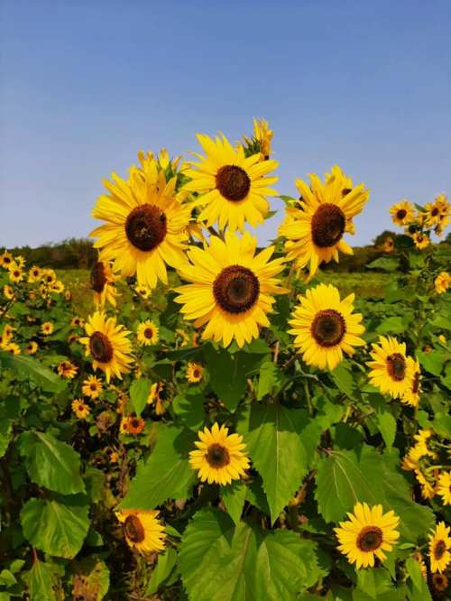Take This Road Trip To See Stunning Sunflowers In Iowa