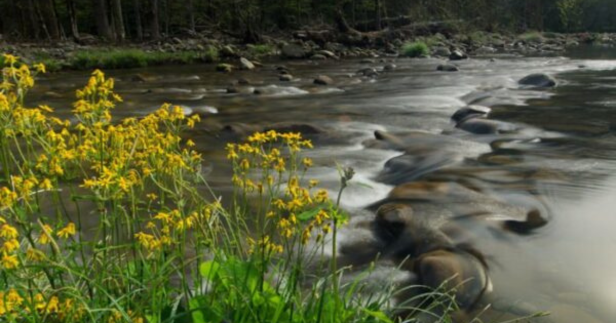 The 10 Most Beautiful Spots For Spring In North Carolina