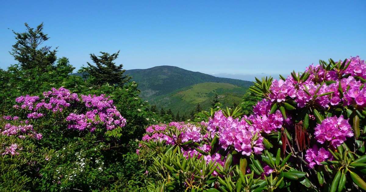 Spring In Tennessee: Beautiful Wildflowers
