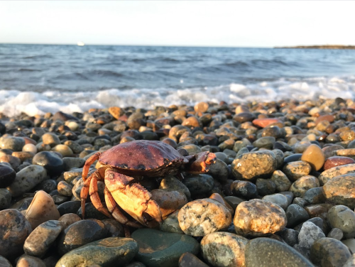 Brant Rock Beach Is Best Rocky Natural Beach In Massachusetts
