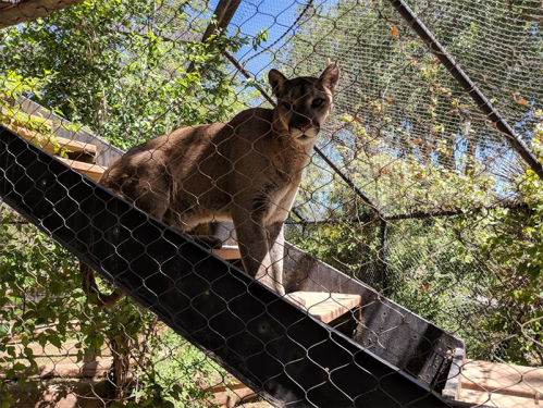 Visit Alameda Park Zoo In Alamogordo, New Mexico