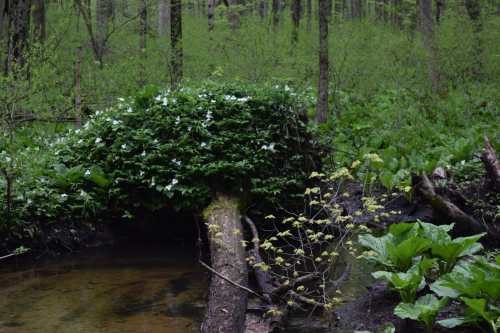 Dowagiac Woods In Michigan Features Beautiful Wildflowers During Spring
