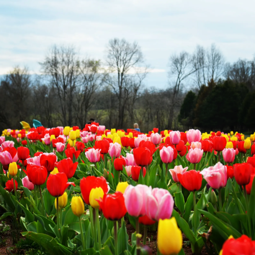 The Most Beautiful Tulips In Tennessee Are Hiding Near Nashville