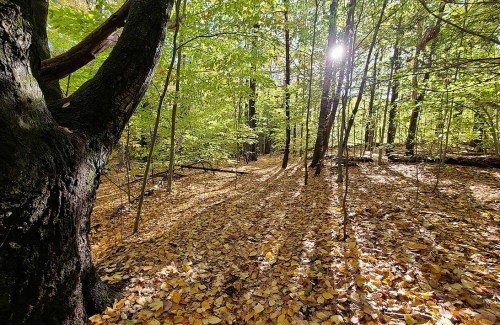 New Hampshire's Sheldrick Forest Has Some Of The Oldest Trees In America