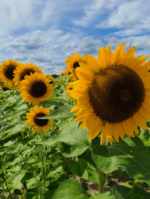 Take This Road Trip To 5 Beautiful Sunflower Fields In Minnesota