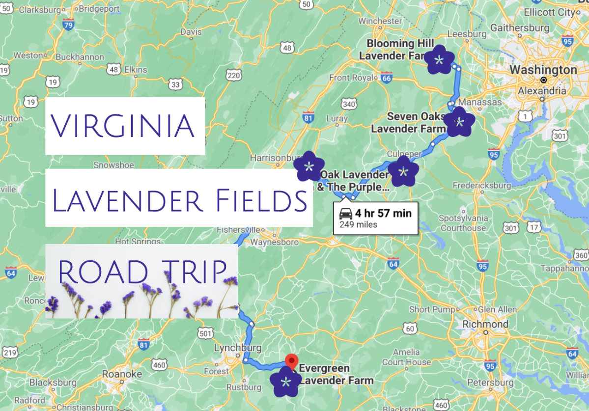 Road Trip To The 5 Best Lavender Fields In Virginia