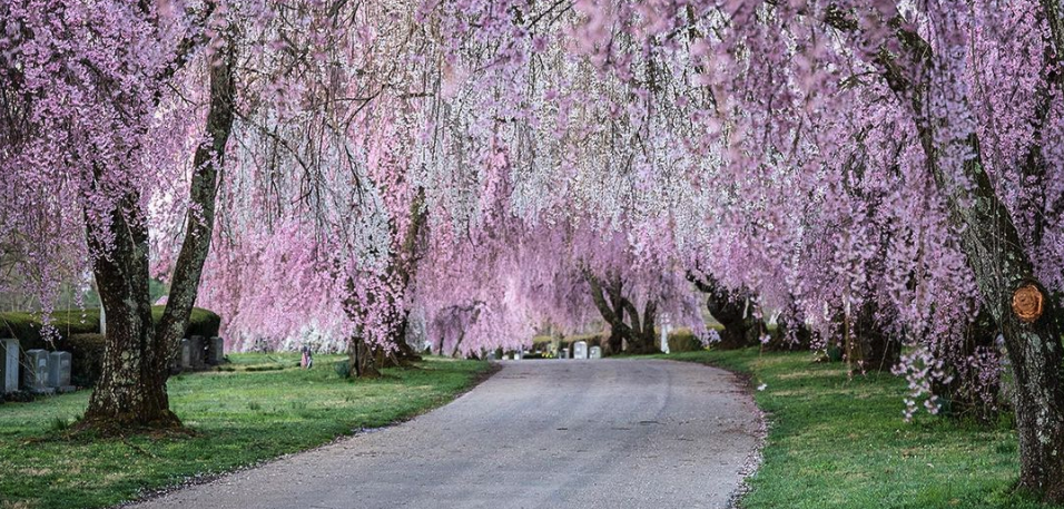 Lexington Cemetery Is A Beautiful Place To Visit In The Spring In Kentucky