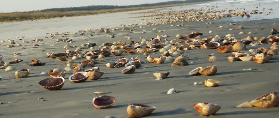 Visit Cumberland Island, Along Georgia's Coast To Find Seashells
