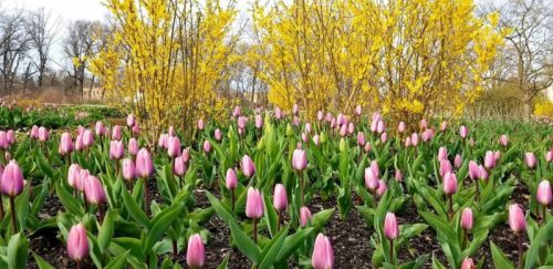 Wellfield Botanic Garden Is Best Place To See Spring Flowers In Indiana