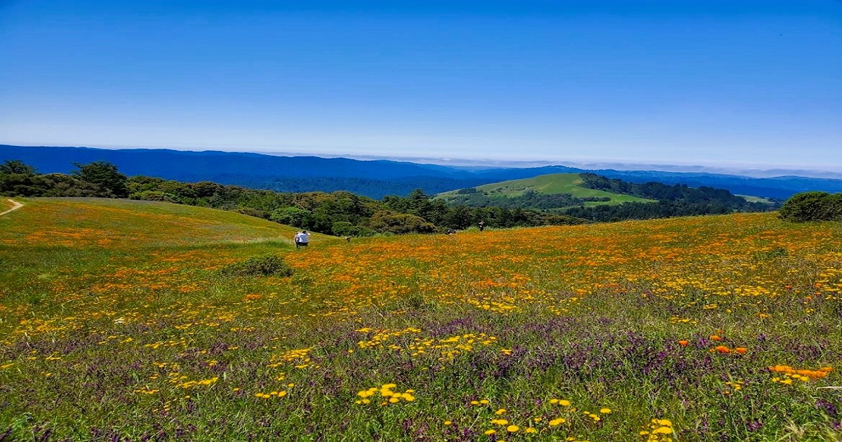 Spring Wildflowers In Northern California: Russian Ridge Preserve