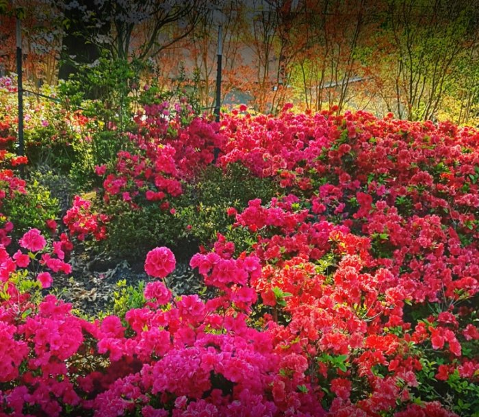 There’s Nothing More Beautiful Than Oklahoma’s Annual Azalea Festival
