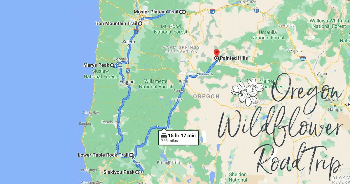 Take This Road Trip To See Eye-Popping Wildflowers In Oregon