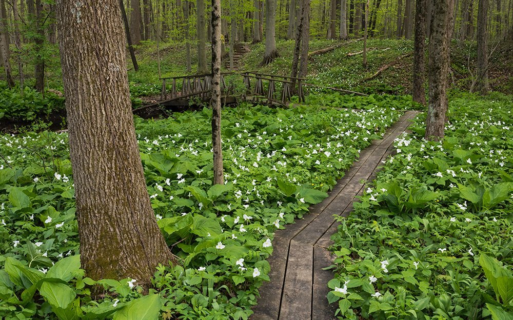 Dowagiac Woods In Michigan Features Beautiful Wildflowers During Spring