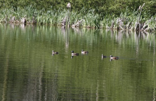 Visit Wood Duck Heritage Preserve In Alabama