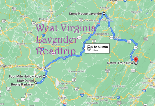 Take A Road Trip Through West Virginia To See Lavender Fields In Bloom