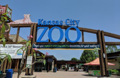 Koalas Have Returned To The Kansas City Zoo In Missouri But Only Briefly
