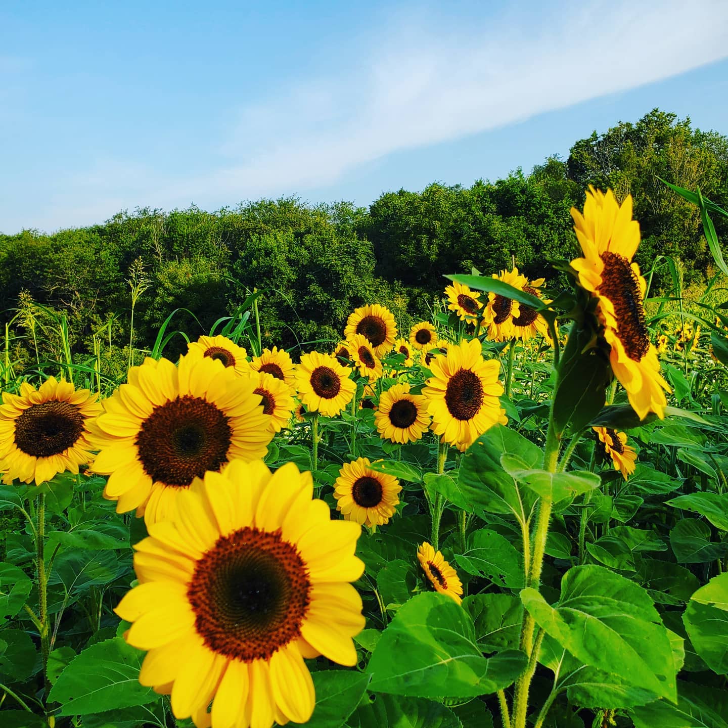 Get Lost In Beautiful Flower Fields At Terra Farms In Pennsylvania