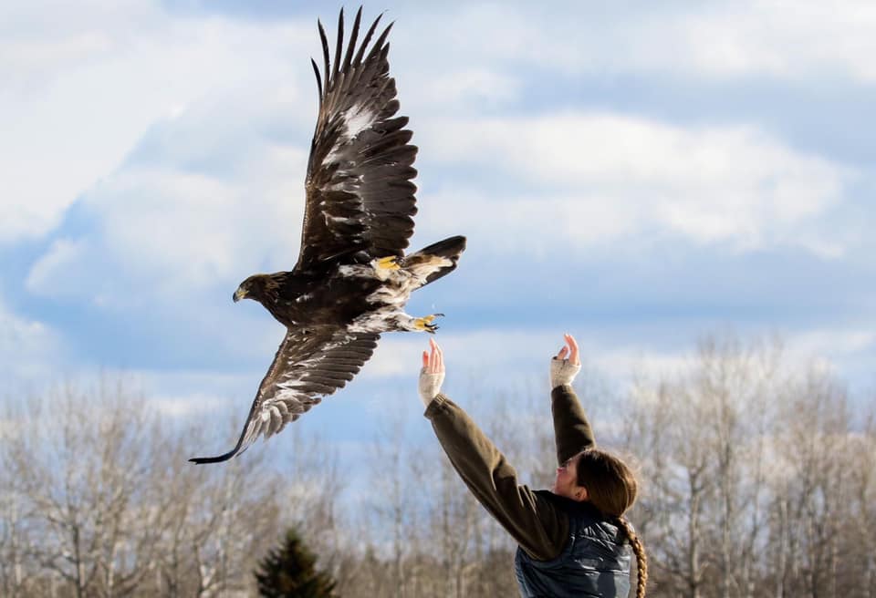 Visit Hawk Ridge To Walk Through The Woods With Hawks In Minnesota