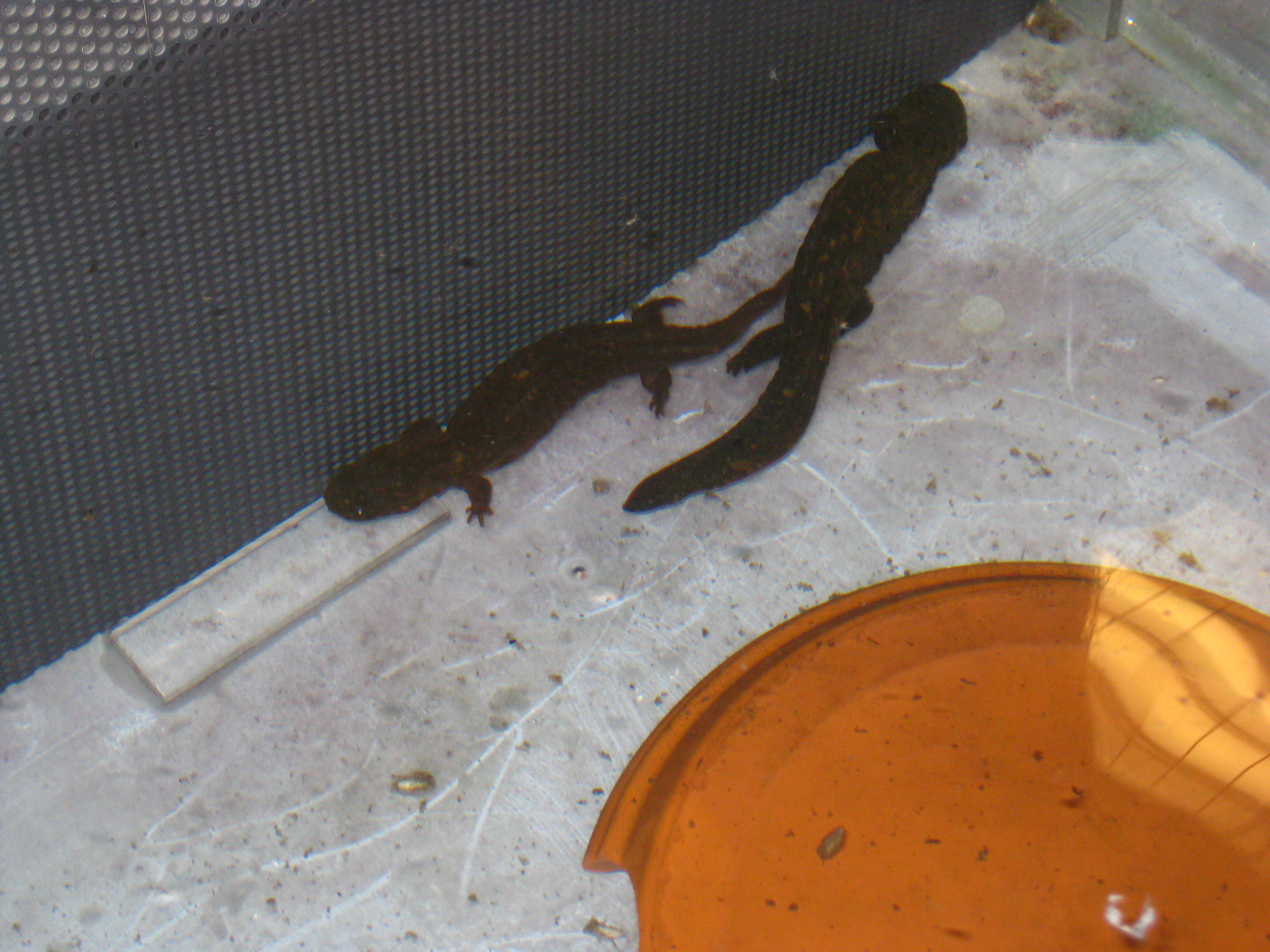 Native Salamanders That Can Grow Up To 2-Feet-Long Have Been Released ...
