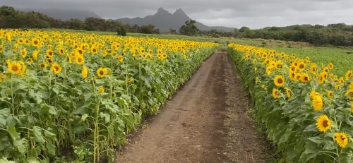 See Thousands Of Sunflowers At Waimanalo Country Farms In Hawaii