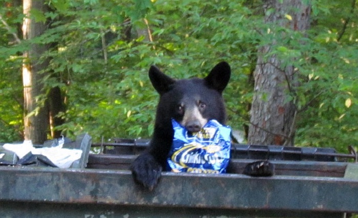 Here's What You Need To Know About Black Bears In Pennsylvania