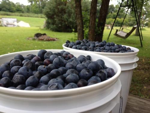 This Summer: Find A You-Pick Blueberry Farm In Mississippi