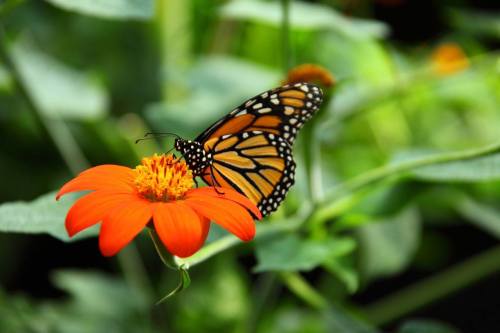 The Butterfly Pavilion In Colorado Is The State's Largest Butterfly House