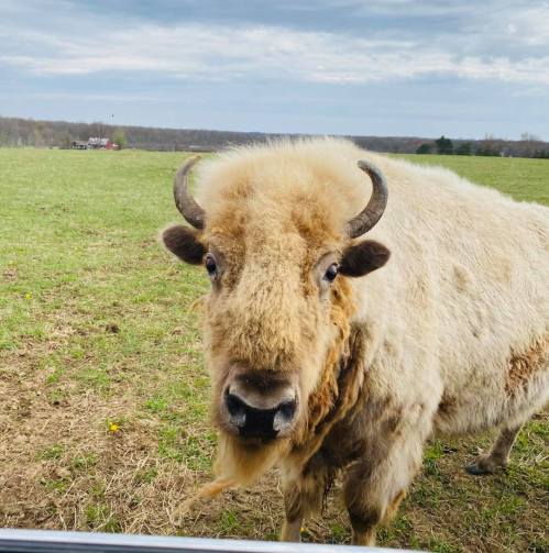 Drive Through Keystone Safari Park In Pennsylvania