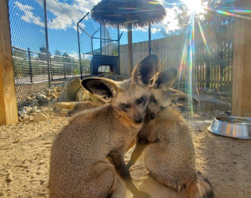 Drive Through Keystone Safari Park In Pennsylvania