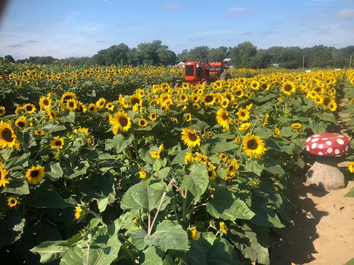 Verrill Farm In Massachusetts Serves Up Fresh Homemade Pie Daily
