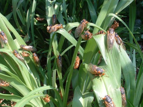 Beware Of Copperheads Snacking On Cicadas In Maryland This Spring