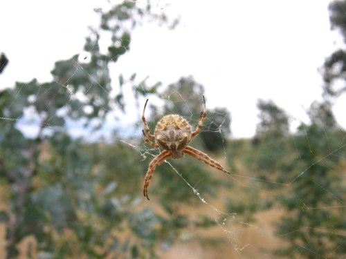 Thousands Of Spiders Invade Nevada's Walker Lake In Summer