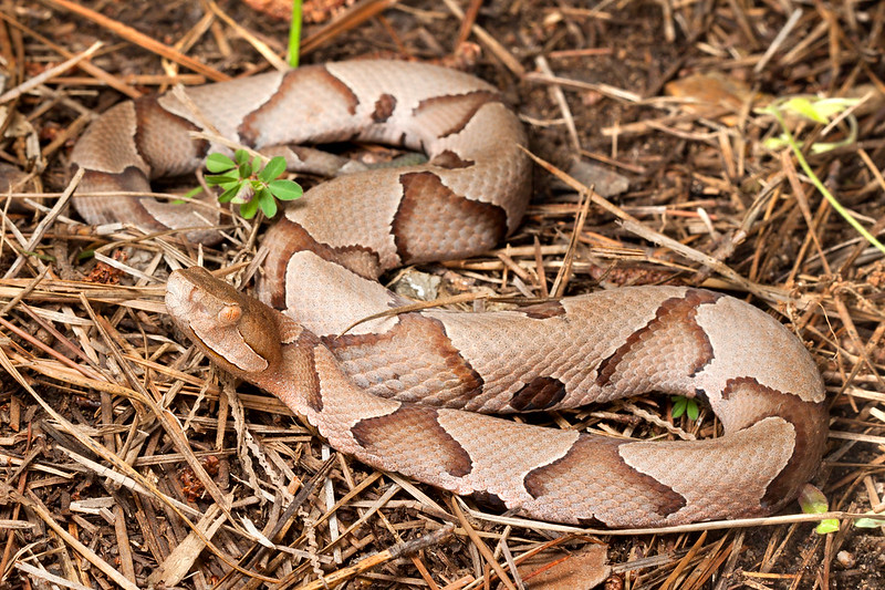 Watch Out For Cicada-Eating Copperheads In Arkansas
