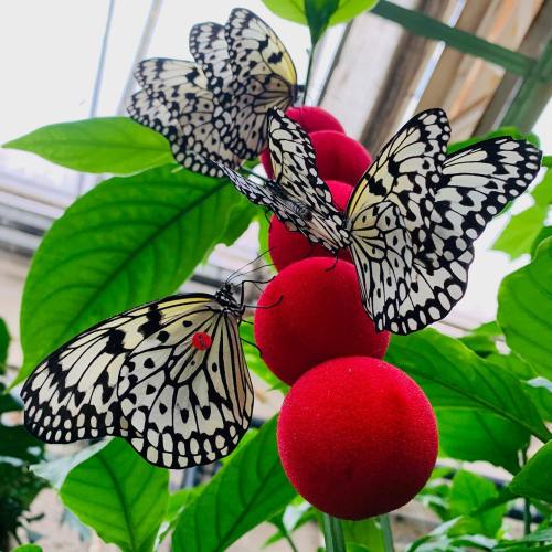 The Butterfly Pavilion In Colorado Is The State's Largest Butterfly House