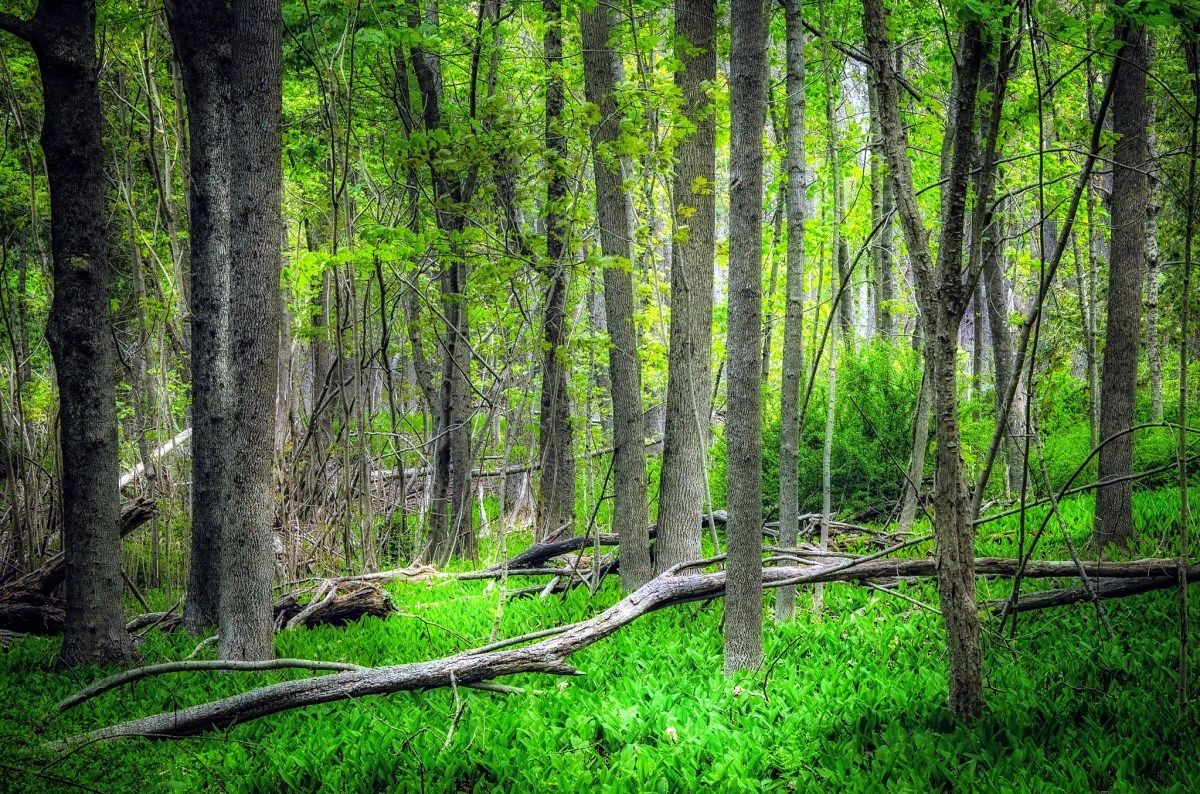 A Brightly Colored Invasive Bug Is Threatening Trees Across Maine