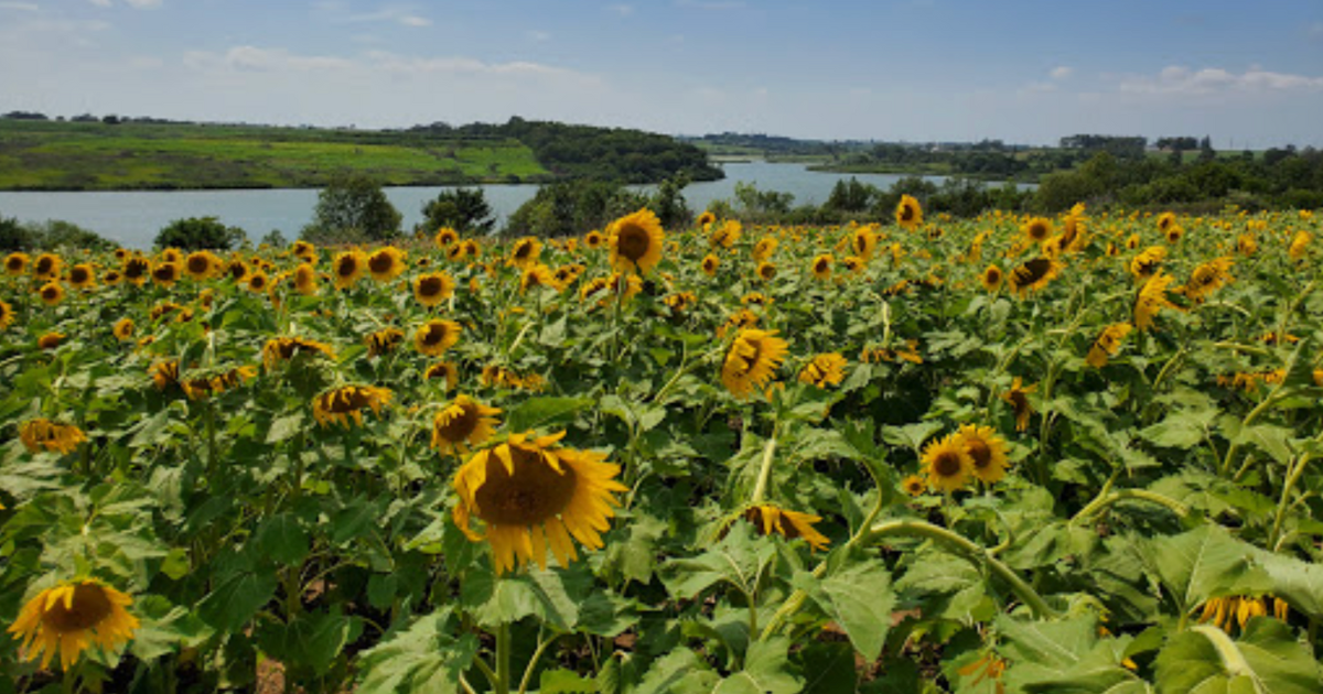 Take This Road Trip To The 5 Most Eye-Popping Sunflower Fields In Iowa