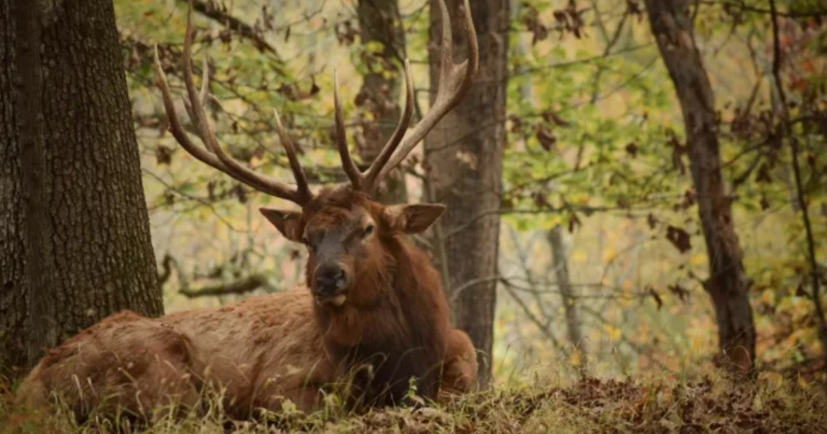 White Bison Trail In Missouri Is A Picture-Perfect Hike