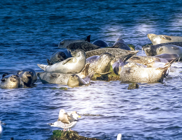 Spot Adorable Seals At Sandy Hook's Beach In New Jersey