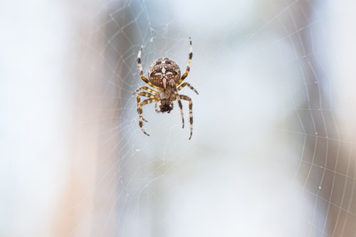 Thousands Of Spiders Invade Nevada's Walker Lake In Summer